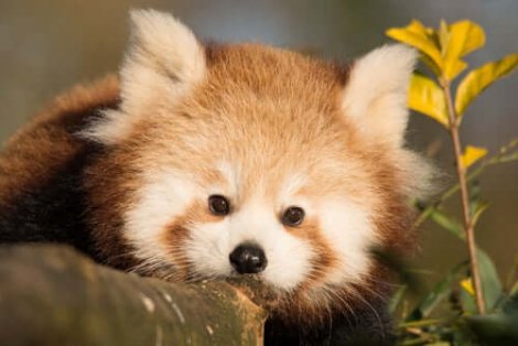 Kızıl Panda: Davranış ve Yaşam Alanı - My Animals