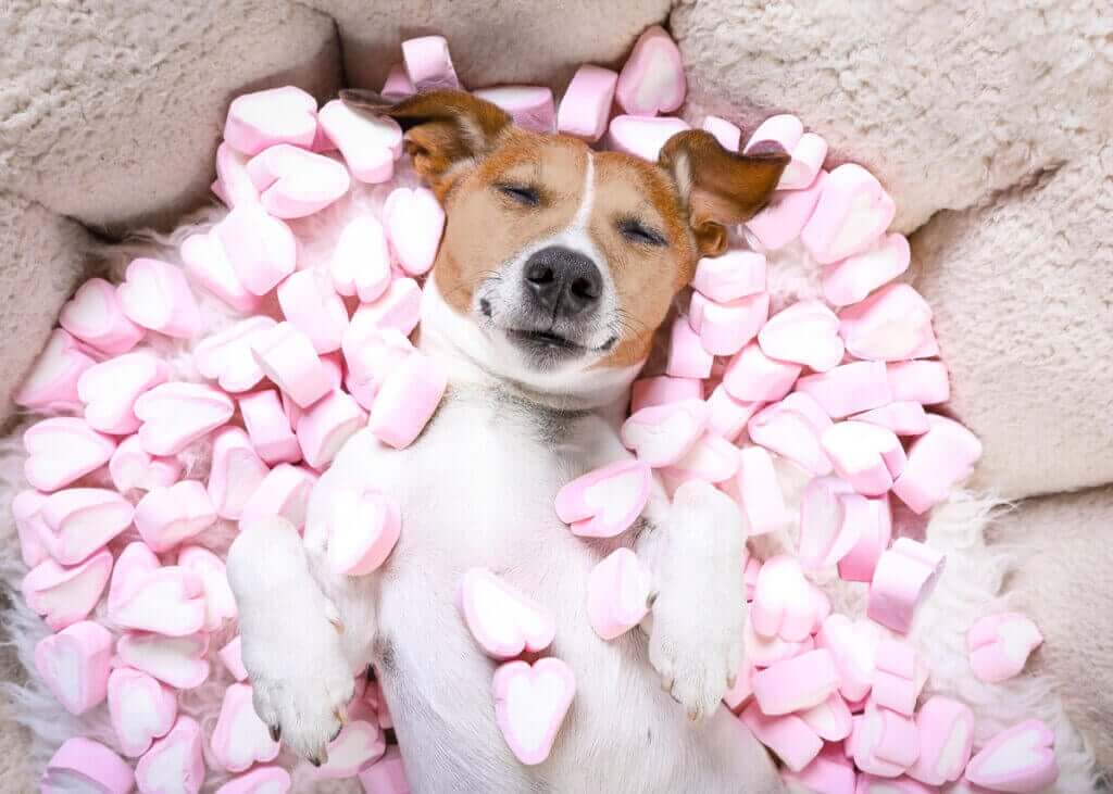 Köpeklerin Tatlı Yemesi Zararlı Mıdır? - My Animals